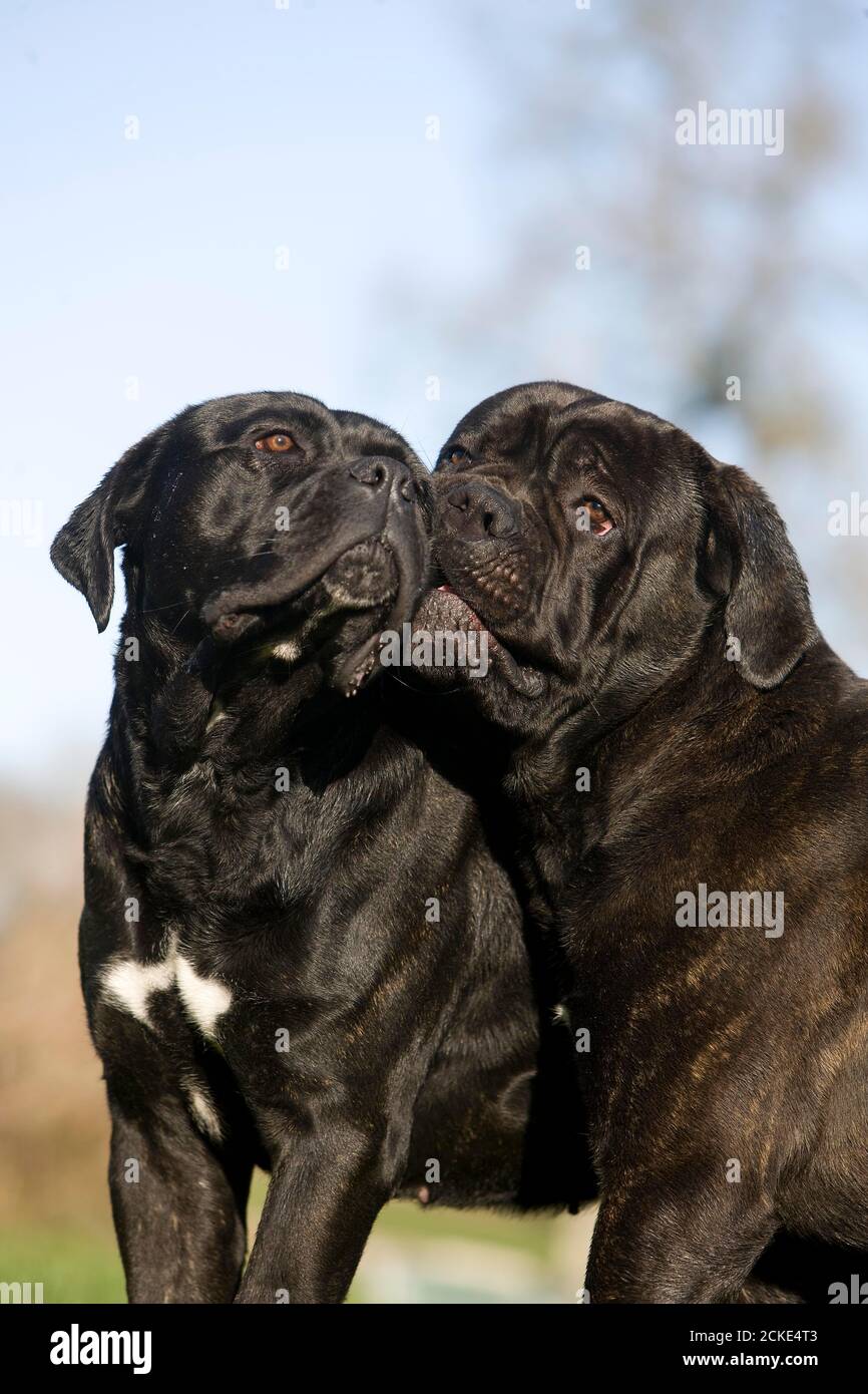Cane Corso, Dog Breed from Italy, Pair kissing Stock Photo - Alamy