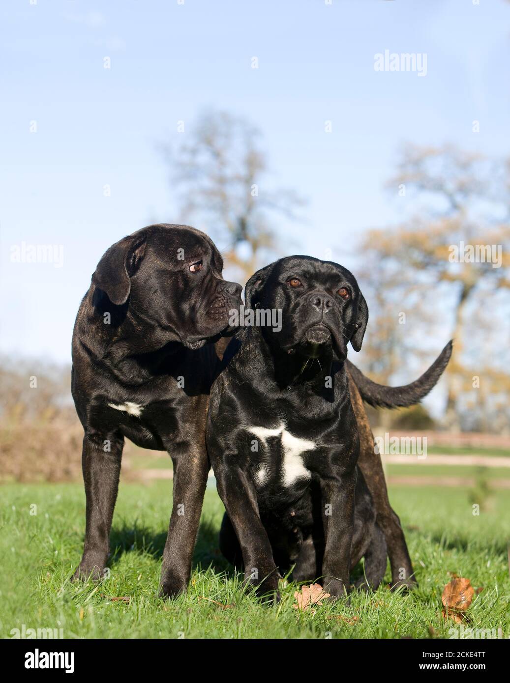 Cane Corso, Dog Breed from Italy, Pair standing on Grass Stock Photo ...