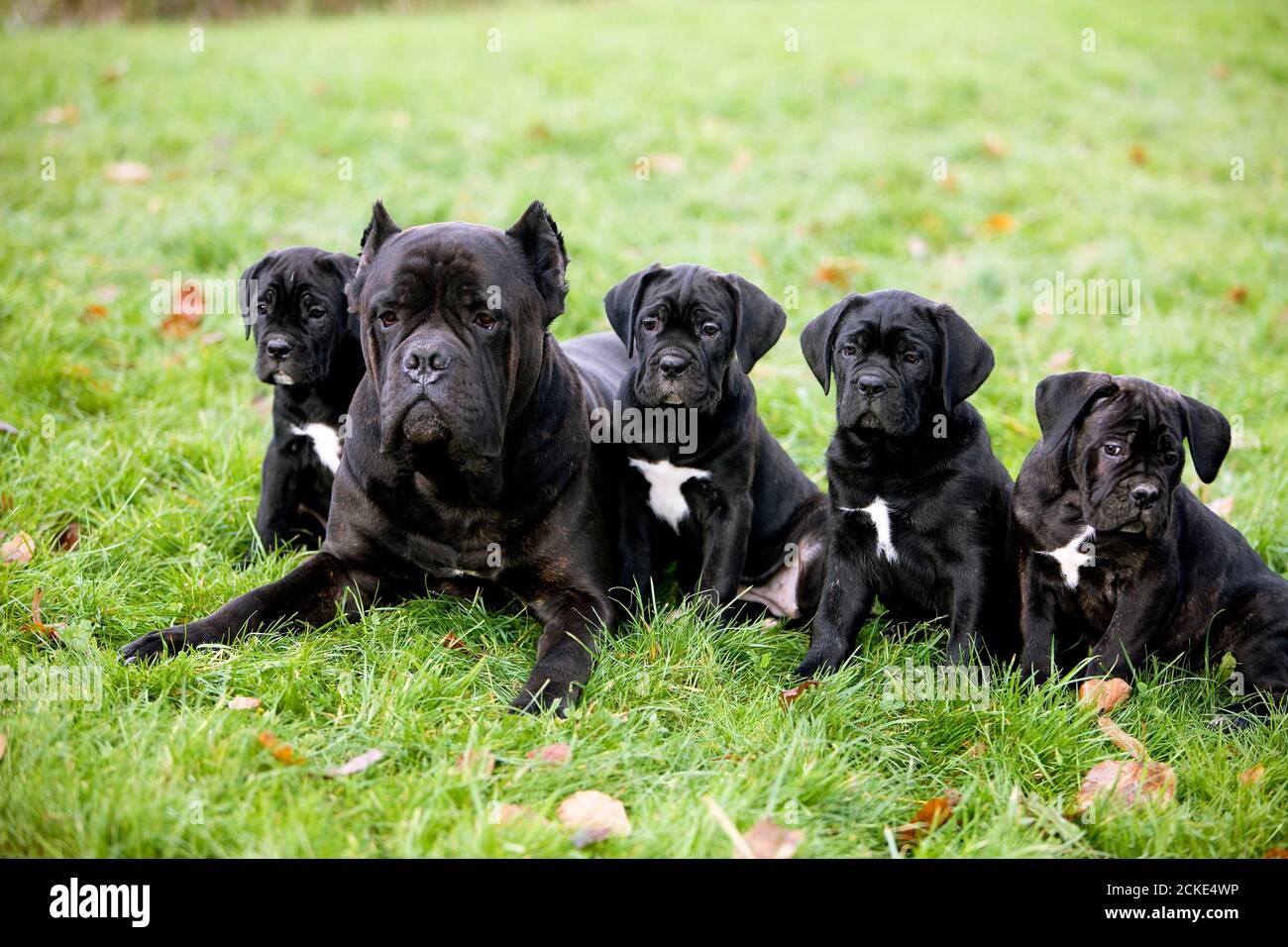 Cane Corso, Dog Breed from Italy, Female with Pup laying on Grass Stock ...