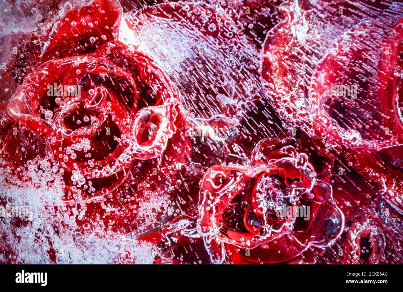 Red roses frozen in ice Stock Photo - Alamy