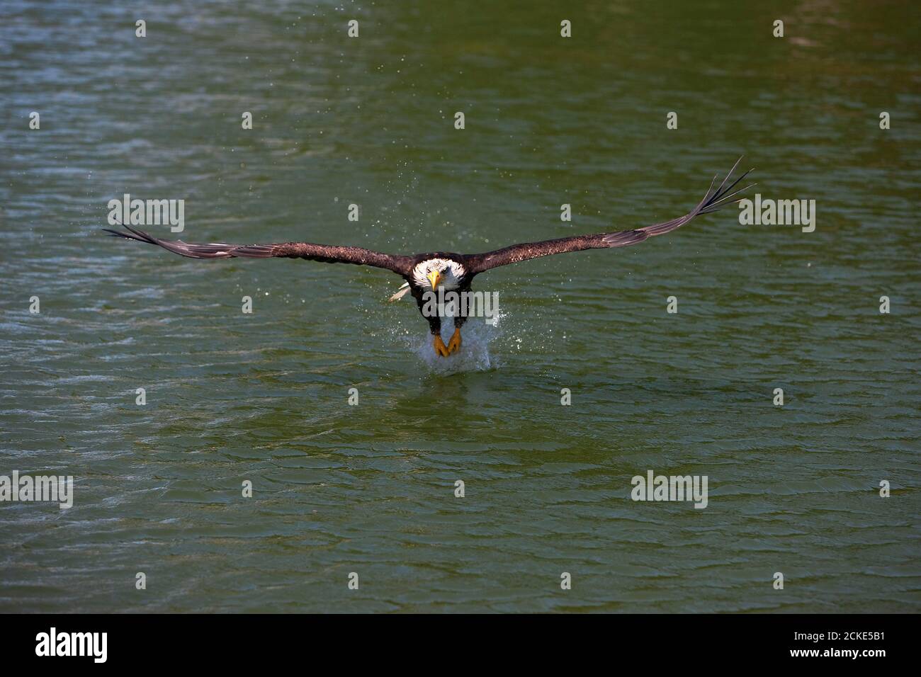Bald Eagle, haliaeetus leucocephalus, Immature in Flight, Fishing Stock ...