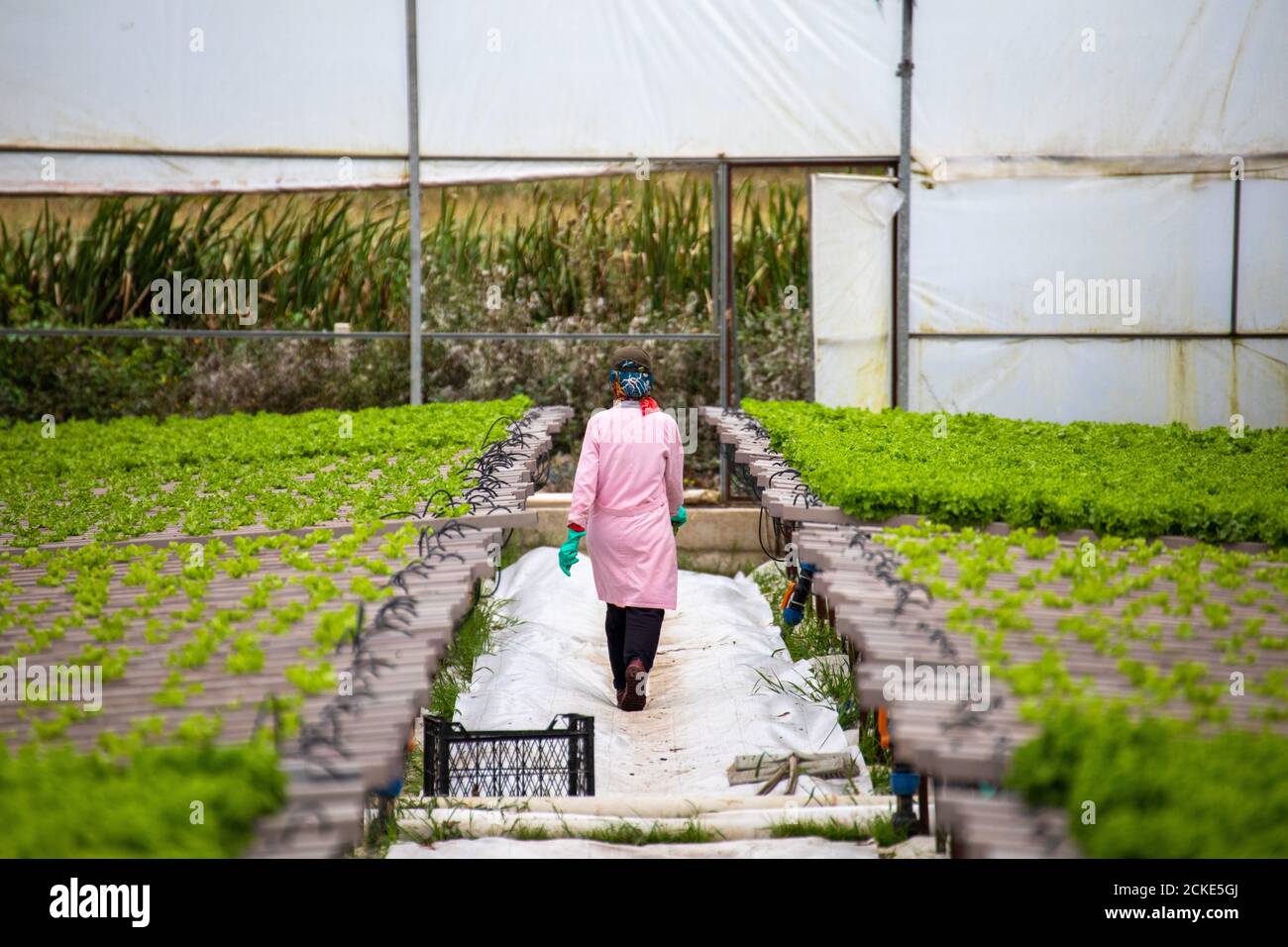 A view from a greenhouse where lettuce is grown by soilless farming ...