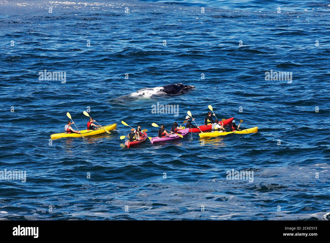 Kayak with Southern Right Whale, eubalaena australis, Head of Adult at ...