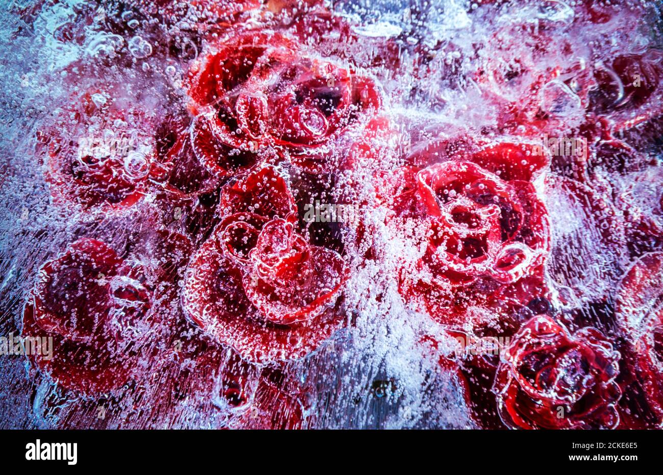 Red roses frozen in ice Stock Photo - Alamy