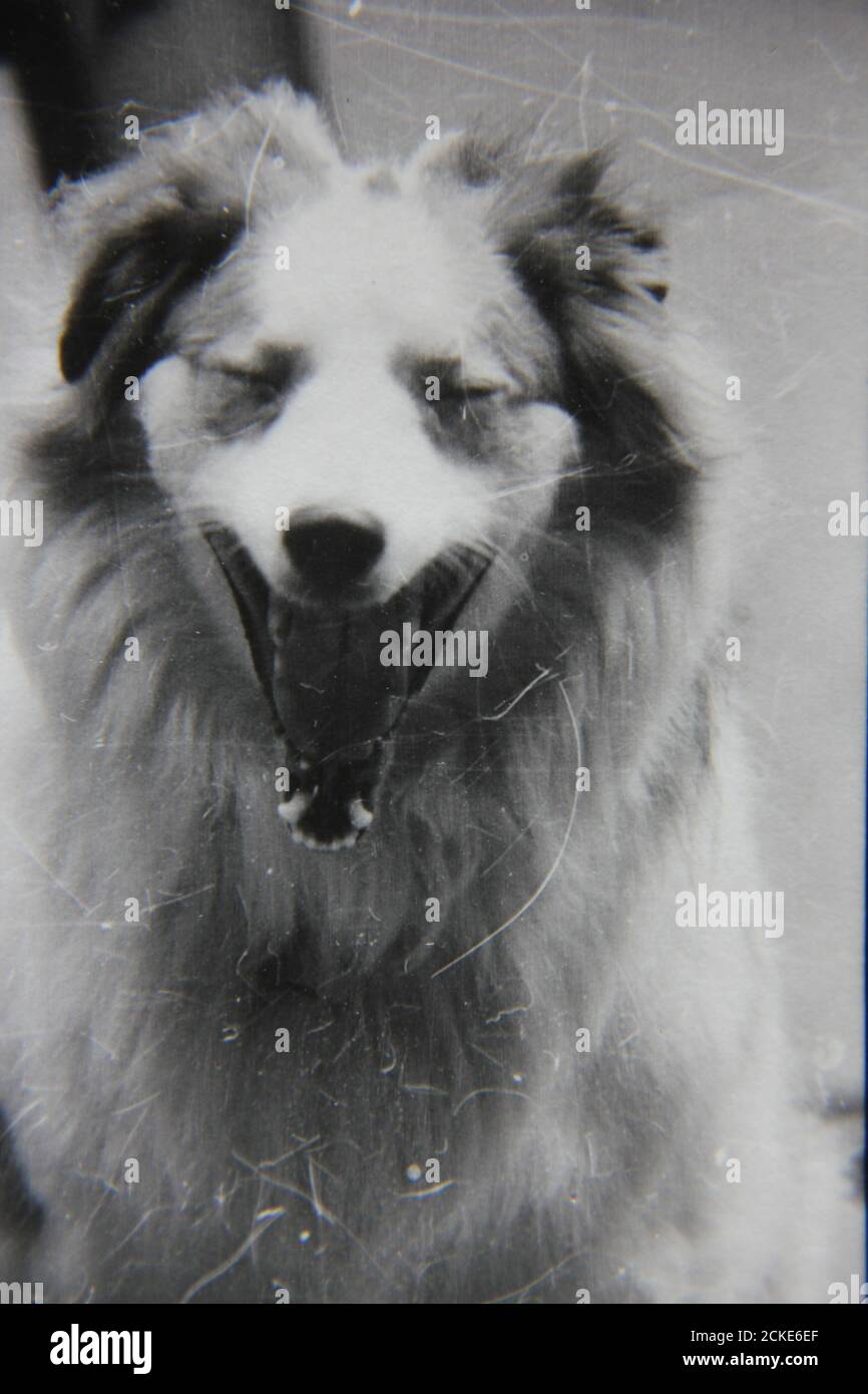 Fine 70s vintage black and white photography of a super cute family pet ...