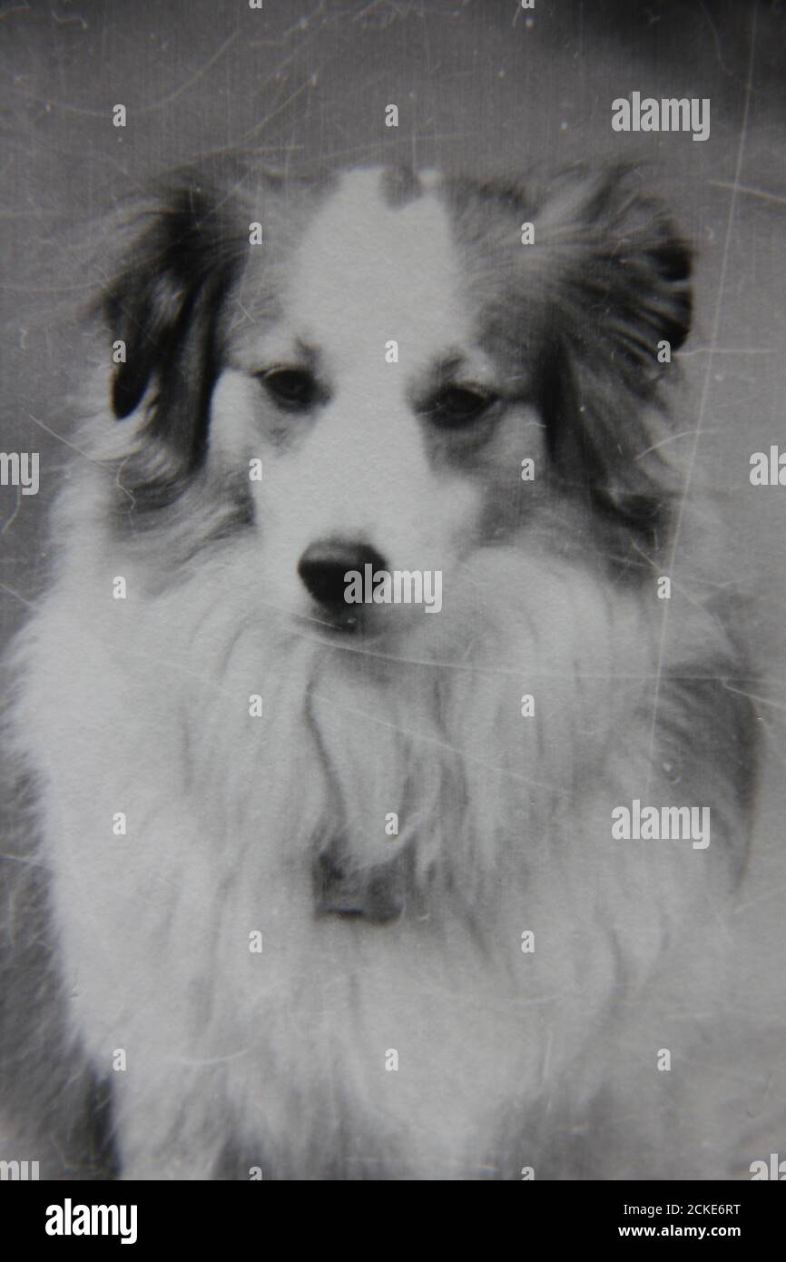 Fine 70s vintage black and white photography of a super cute family pet ...