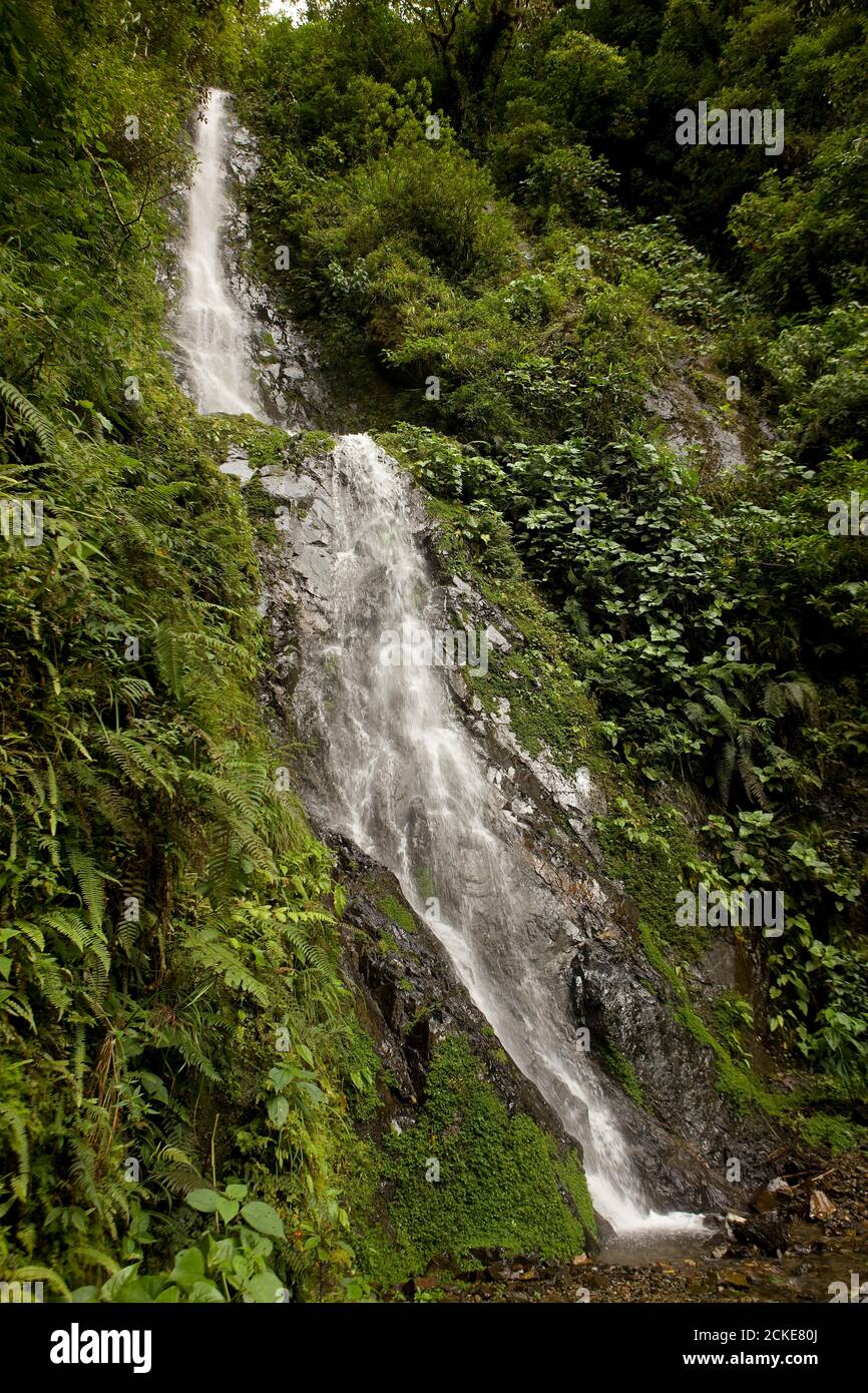 Tropical Forest and Waterfalls in Manu National Park, Peru Stock Photo ...