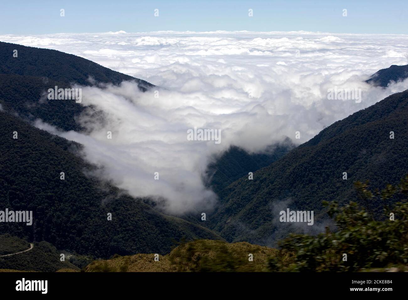 Tropical Forest, Manu National Park in Peru Stock Photo - Alamy