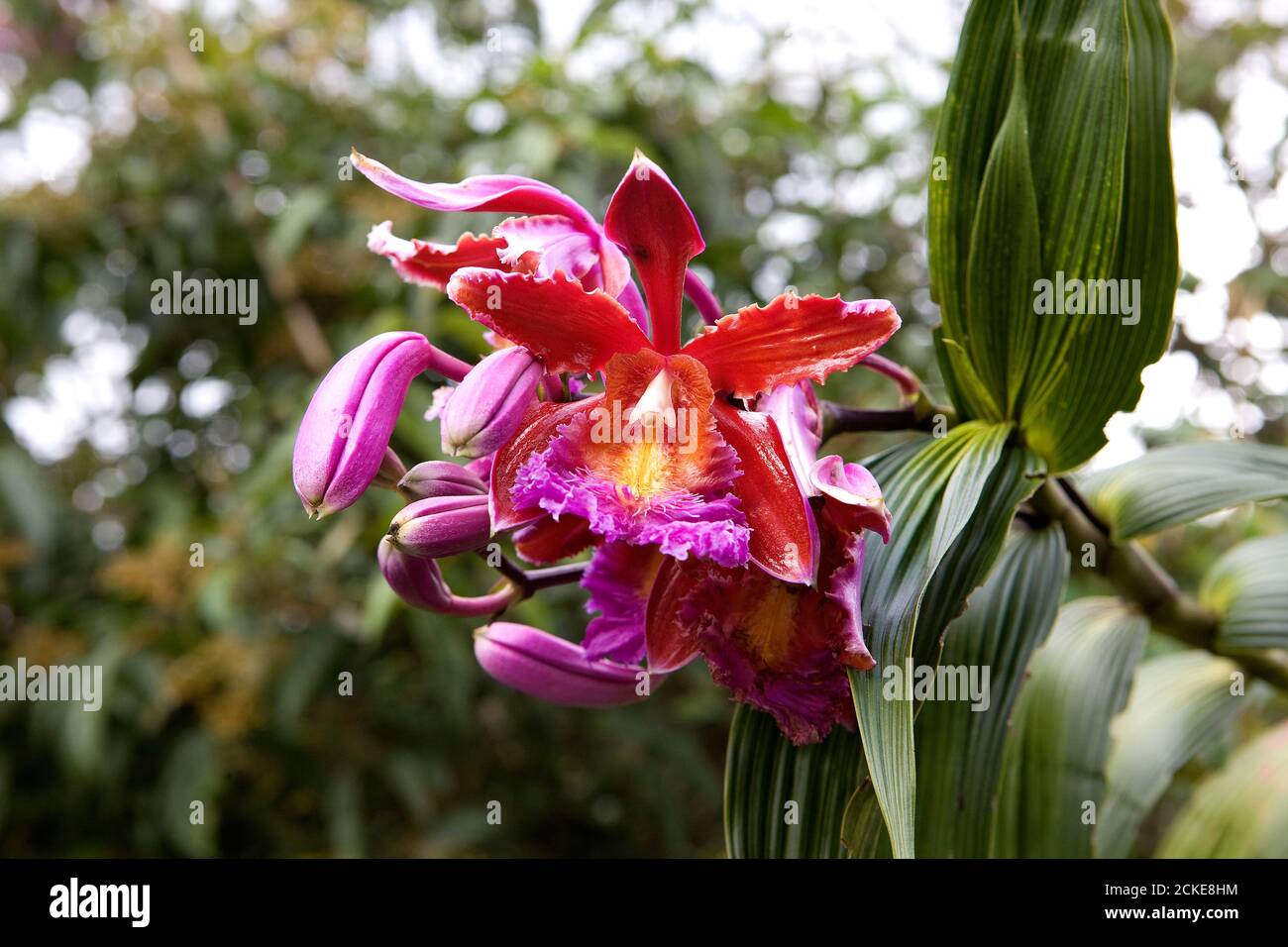 Flower at Machu Picchu, the Lost City of the Incas in Peru Stock Photo ...