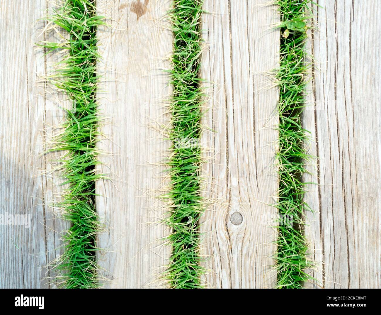 Wooden old light plank texture as background with green bright grass ...
