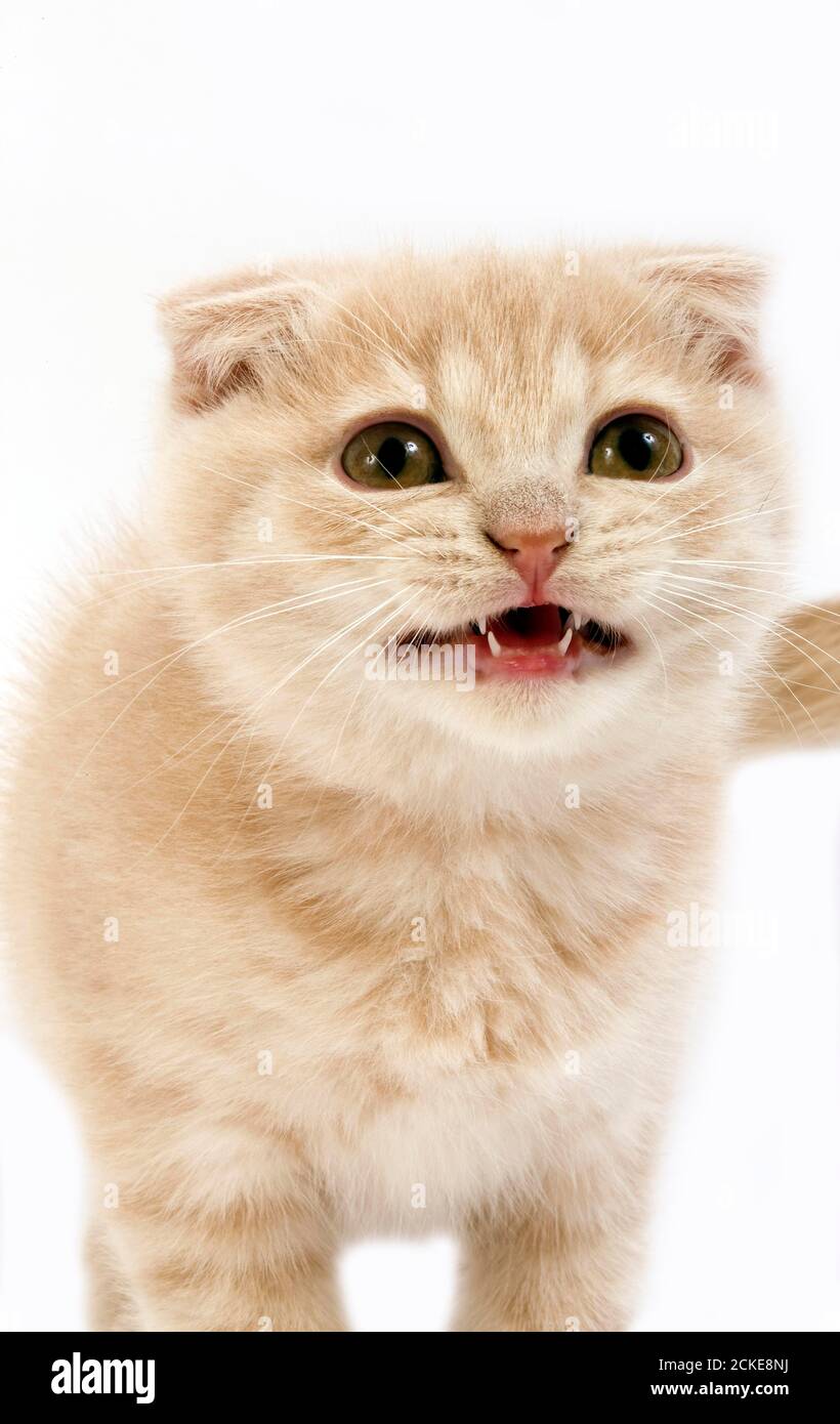 Cream Scottish Fold Domestic Cat, 2 Months Old Kitten Miaowing against ...