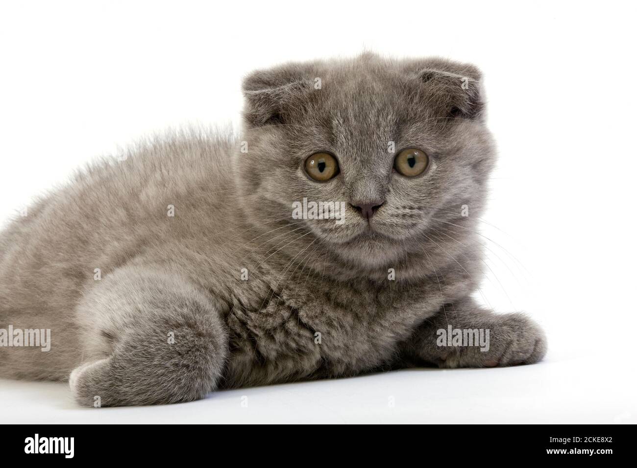 Blue Scottish Fold Domestic Cat, 2 Months Old Kitten sitting against ...