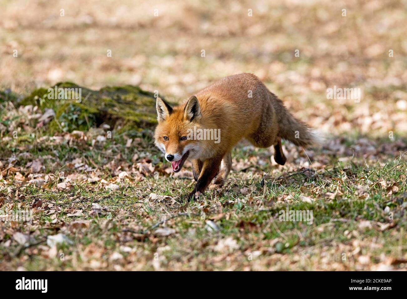 Red Fox, vulpes vulpes, Male walking on Fallen Leaves, Normandy Stock Photo - Alamy