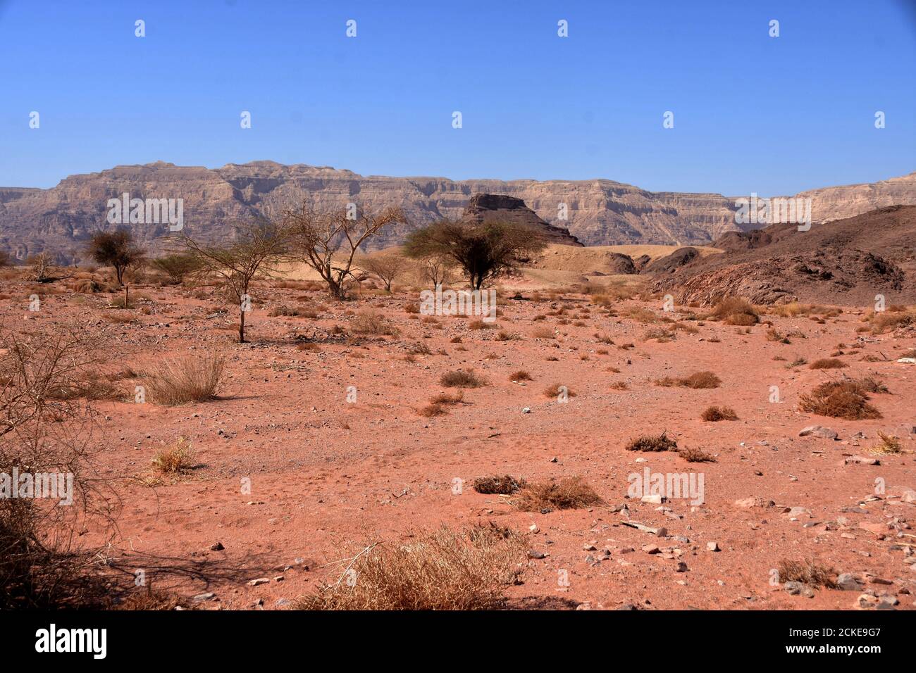 Shrivelled vegetation hi-res stock photography and images - Alamy