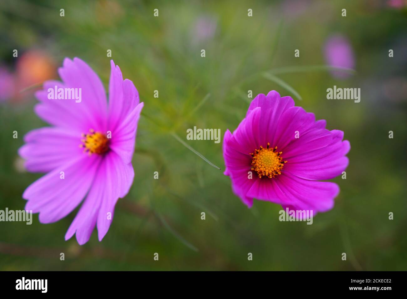 Selective focus shot of Cosmea and Zinnia flowers in the field Stock ...