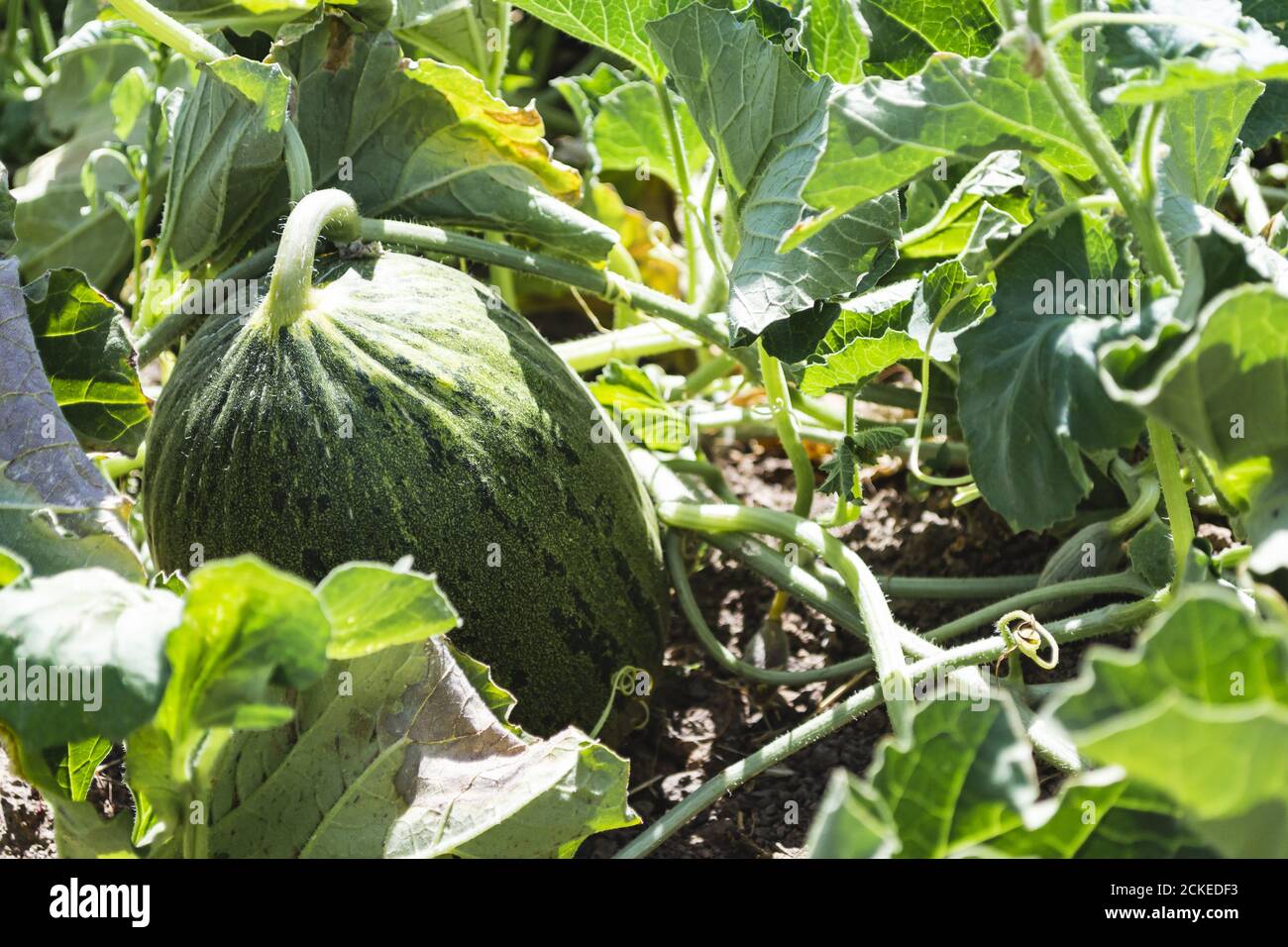 Melon plant in orchard hi-res stock photography and images - Alamy