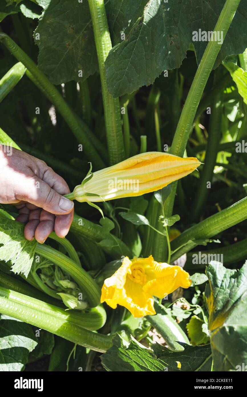 Man picking the zucchini flower Stock Photo - Alamy