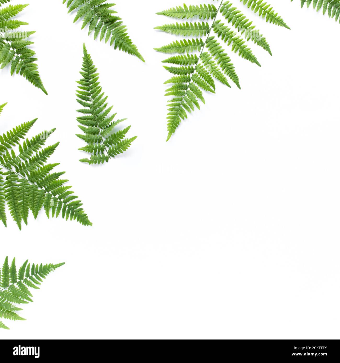 fern branches isolated on white background. flat lay, top view Stock ...