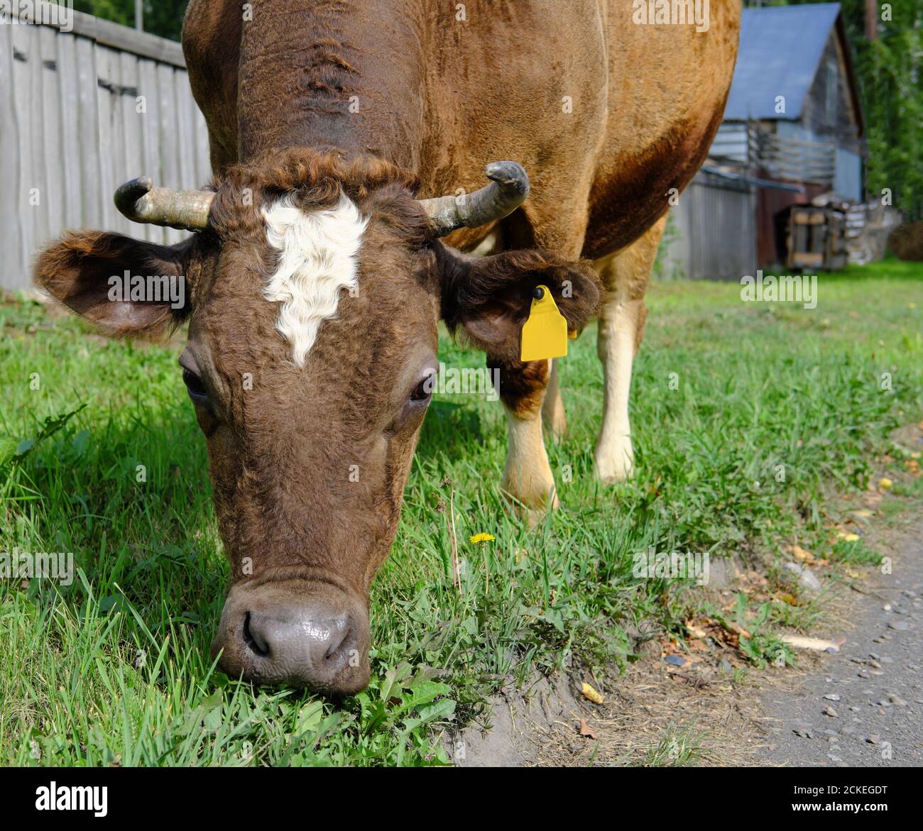 Brown Cow Eating Grass In A Village 2021 Year Of A Bull Or Ox Year Farming Concept Symbol Of