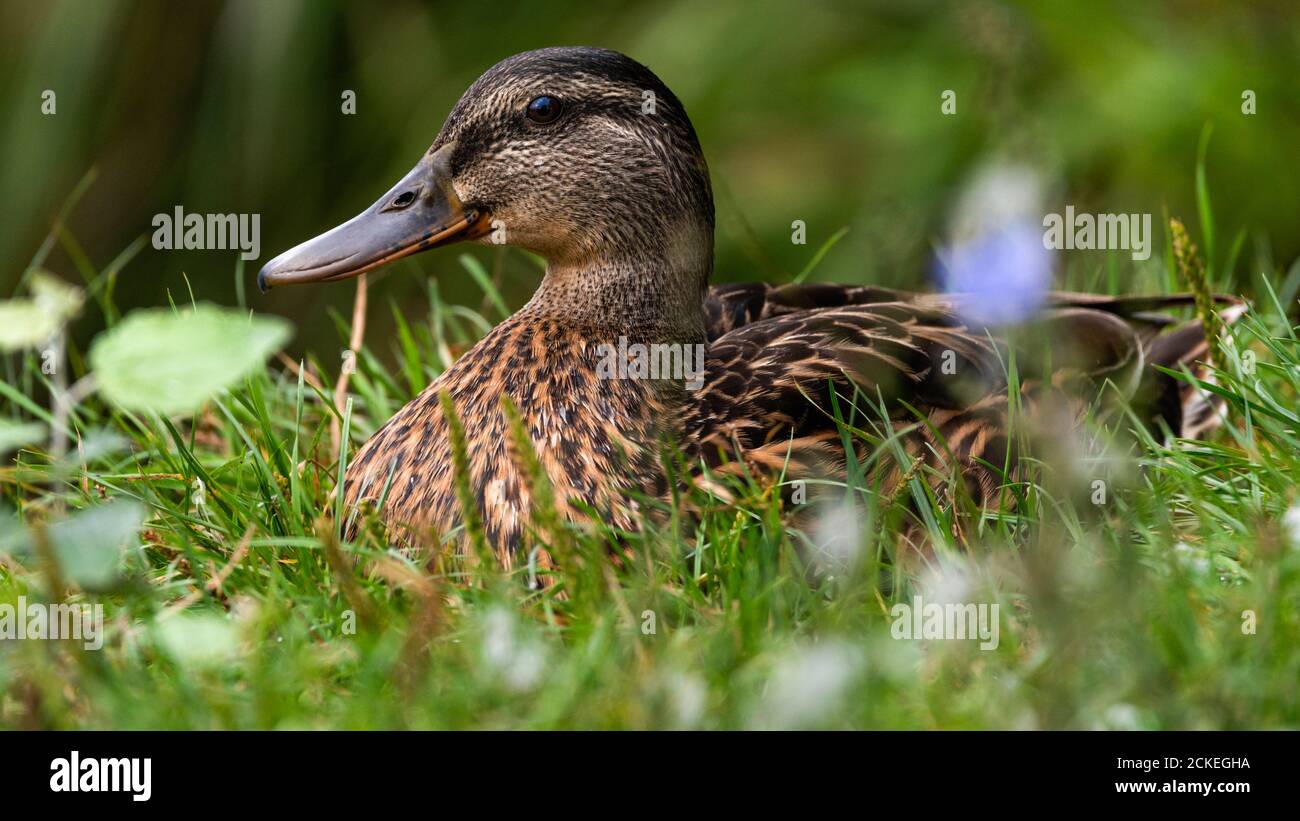 Mama ente hi-res stock photography and images - Alamy