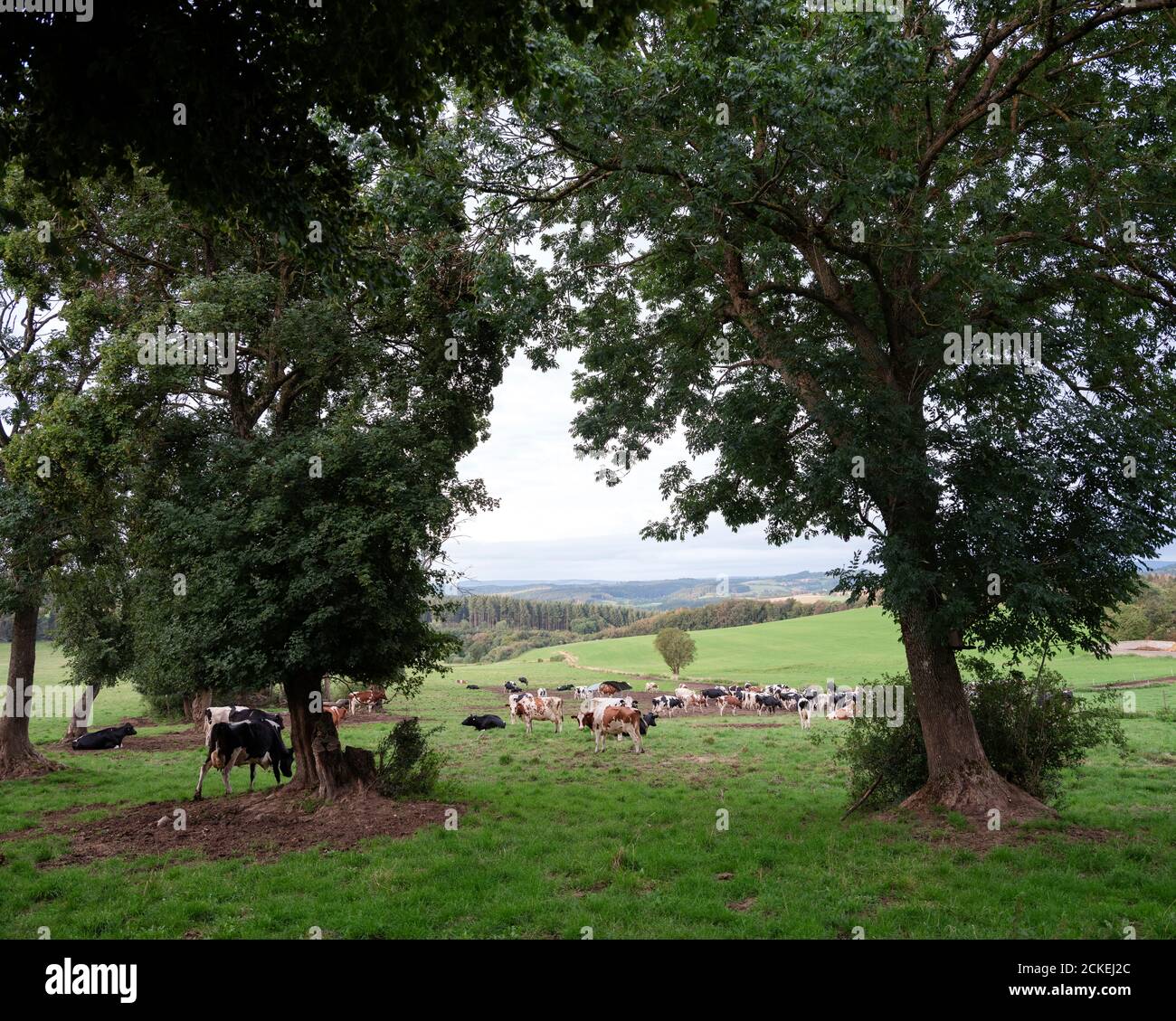 treees and cows in rural landscape of german eifel Stock Photo - Alamy