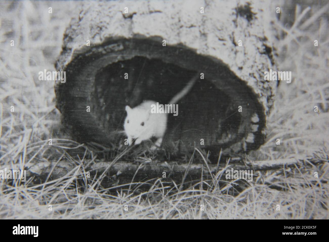 Fine 70s vintage black and white photography of a pet albino gerbil ...