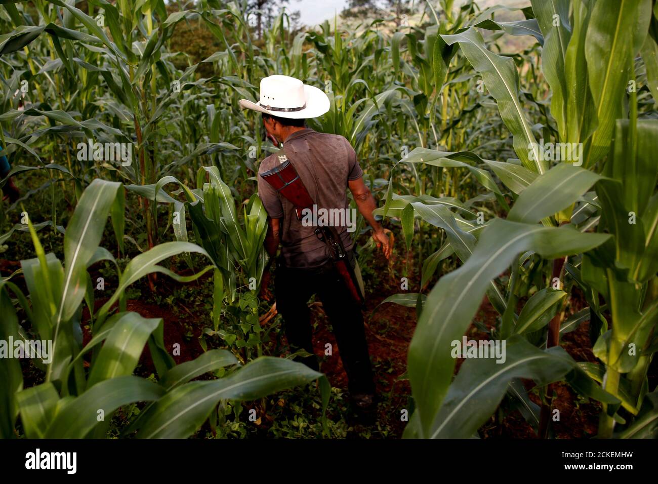 Opium field gun hi-res stock photography and images - Alamy
