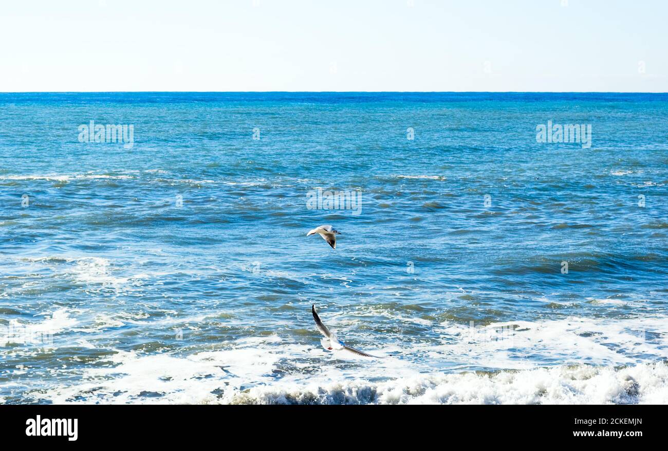 Seagull flying over water fish hi-res stock photography and images - Alamy