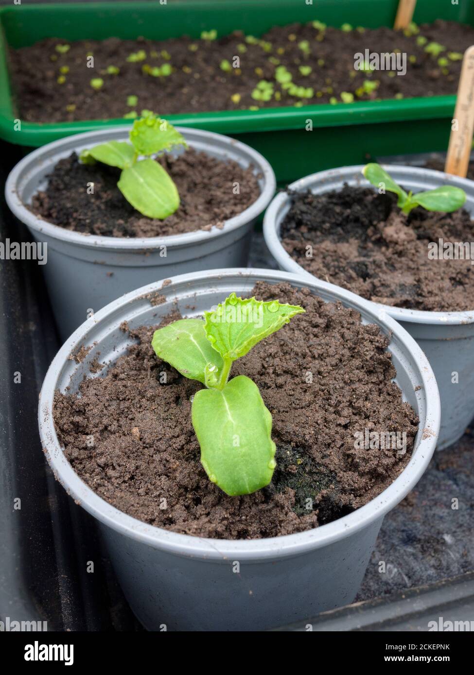 Compost filled pots hi-res stock photography and images - Alamy
