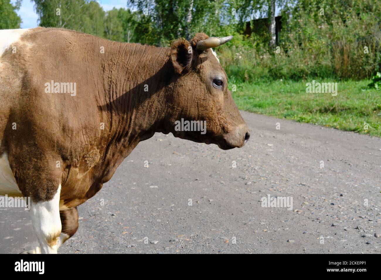 Domestic cow side view walking hi-res stock photography and images - Alamy