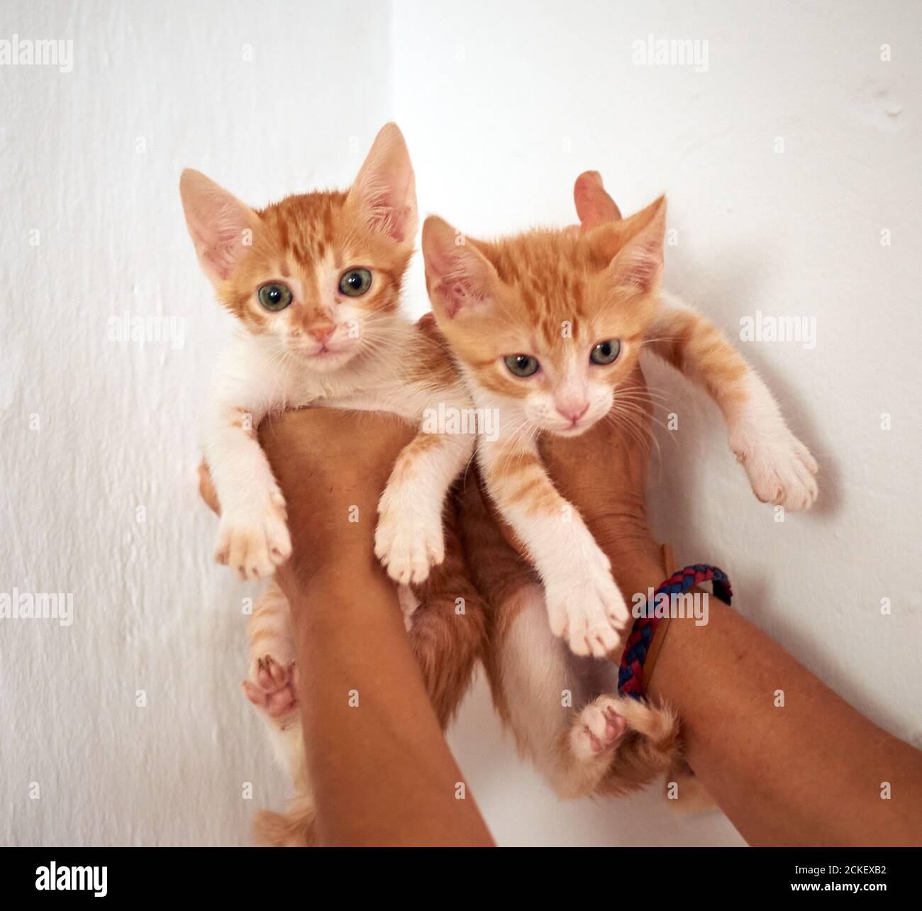 Person holding up two adorable kittens against a white background Stock ...