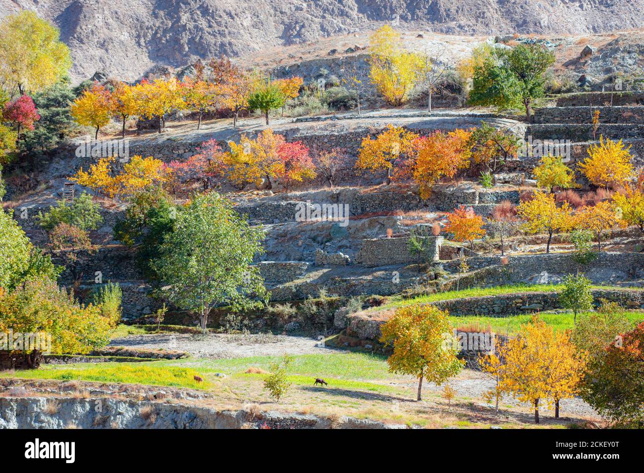 Autumn At Hunza and northern areas of gilgit baltistan , Pakistan Stock ...