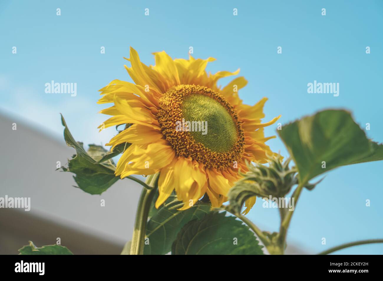 sunflower in the sunny day Stock Photo - Alamy