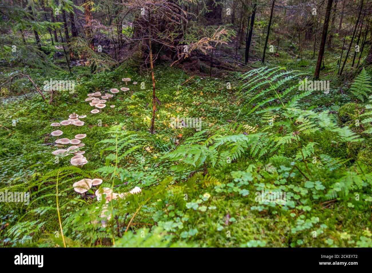 fairy ring in a forest at autumn time Stock Photo - Alamy