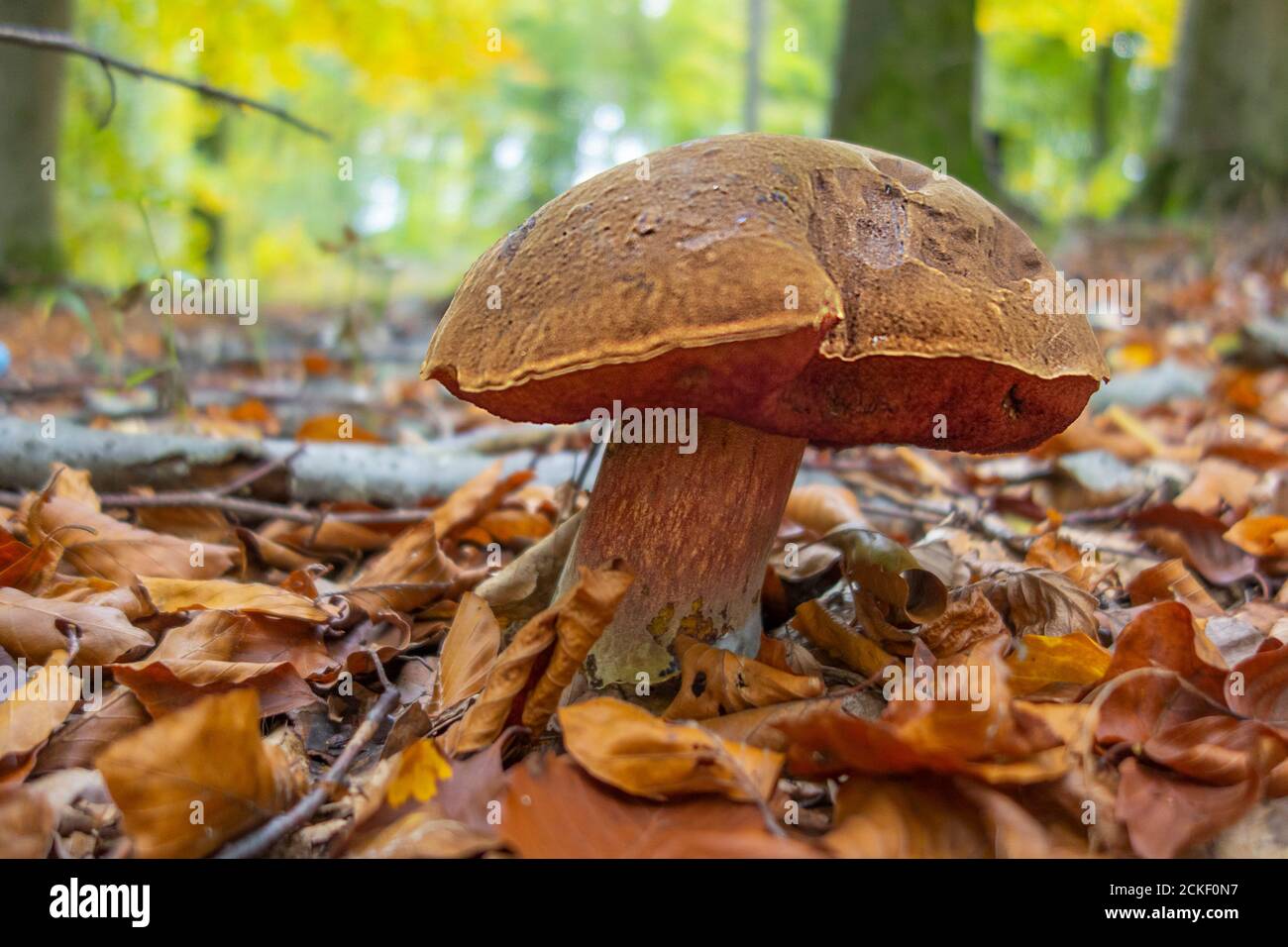 Scarletina bolete hi-res stock photography and images - Alamy
