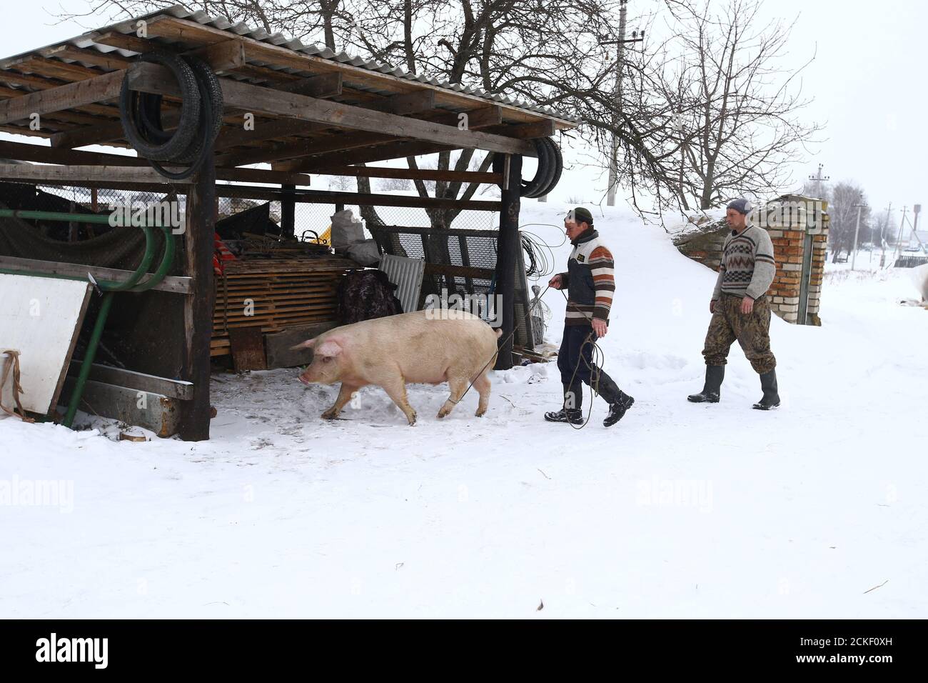Pig slaughter house hi-res stock photography and images - Alamy