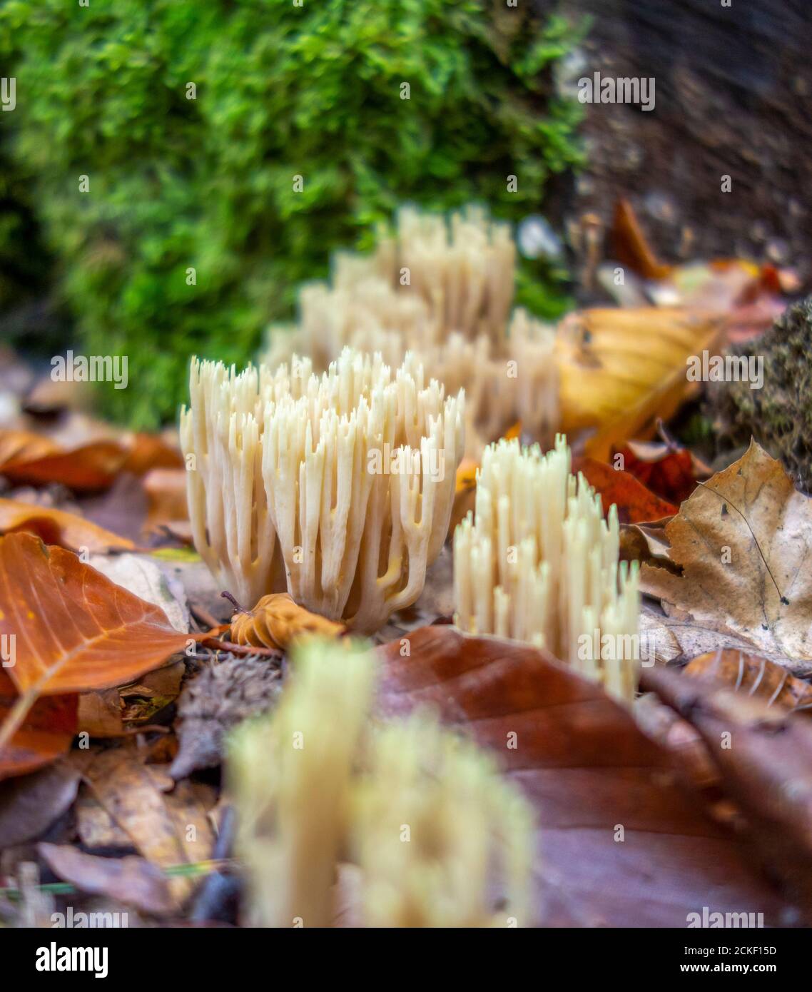 Club fungi hi-res stock photography and images - Alamy