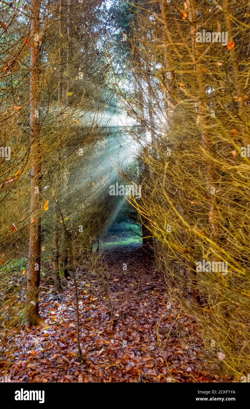 strange scenery showing sunbeams in a forest Stock Photo - Alamy
