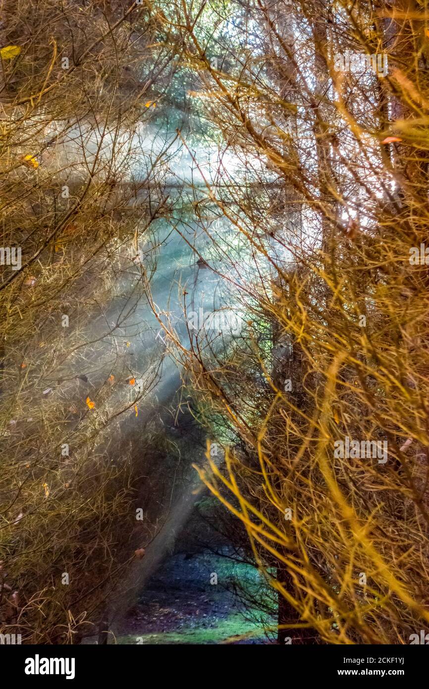 strange scenery showing sunbeams in a forest Stock Photo - Alamy