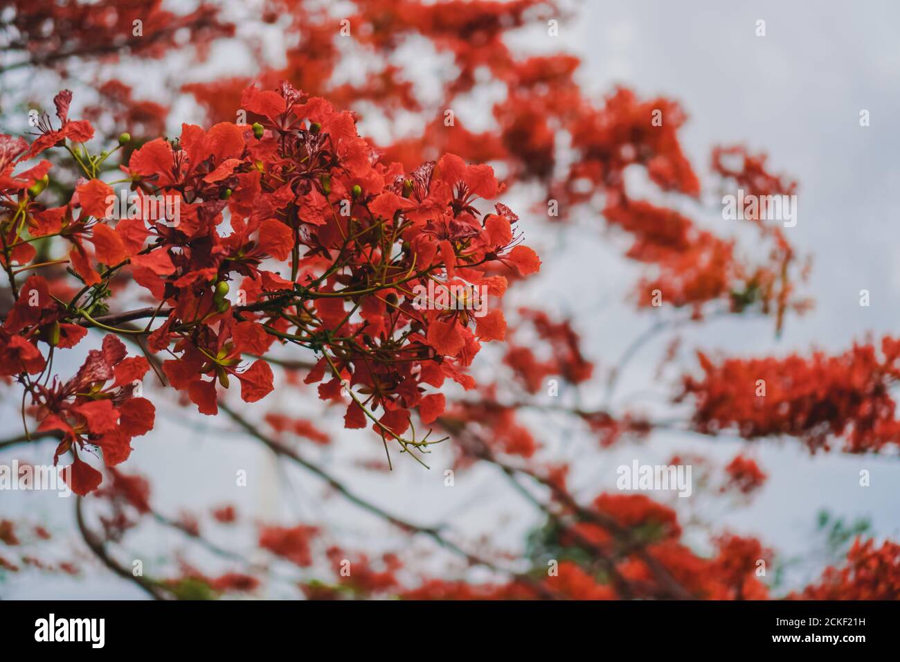 Full orange tree hi-res stock photography and images - Alamy