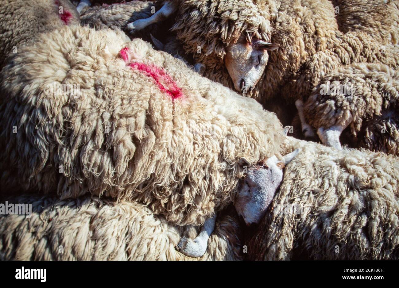 Animal disease dead sheep hi-res stock photography and images - Alamy