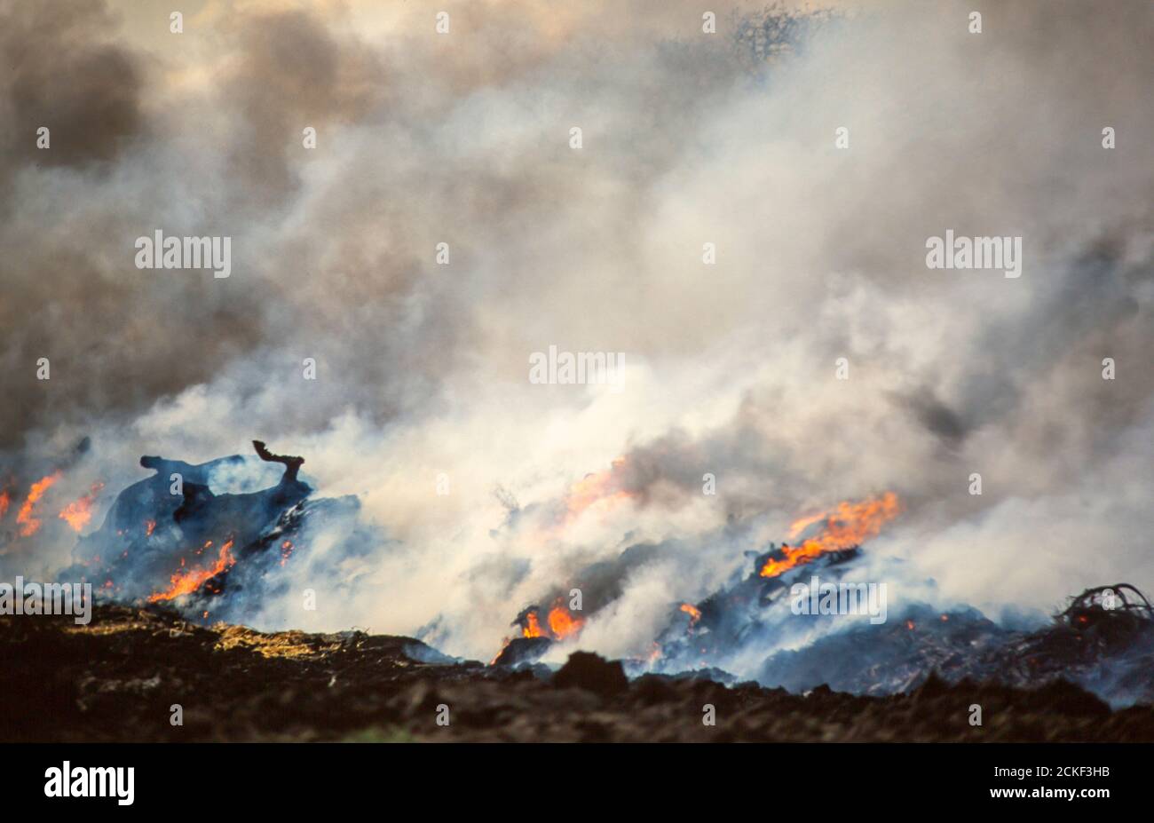 Cattle being burned on a funeral pyre during the 2001 Foot and Mouth ...