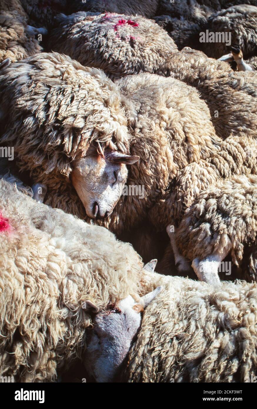 Sheep slaughtered in the 2001 Foot and Mouth disease outbreak in ...