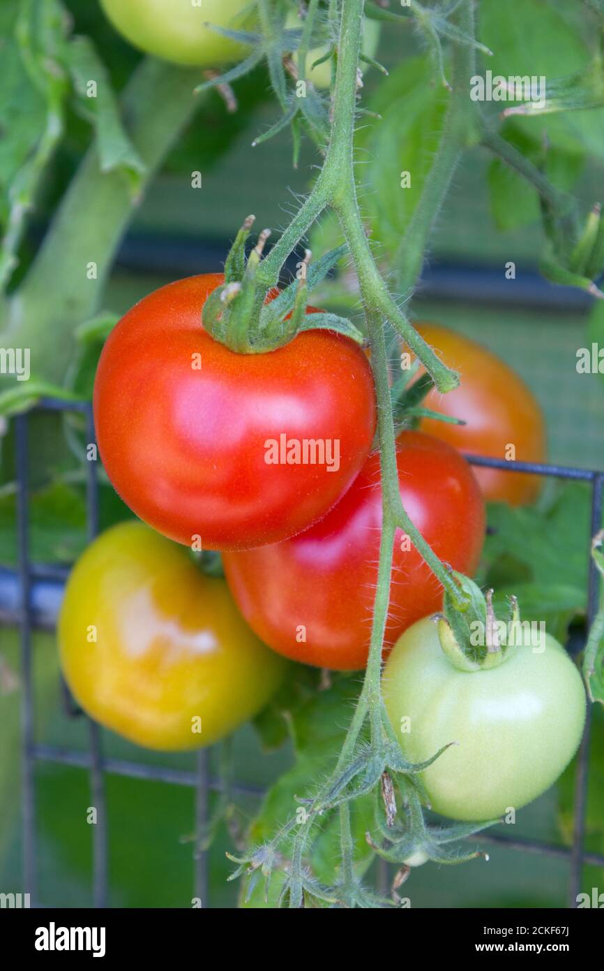 Tomatoes growing on the vine Stock Photo - Alamy