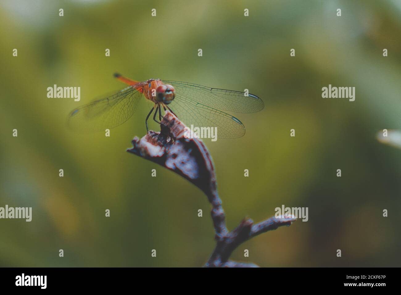 Insects dragonflies with nature and wild animals hi-res stock ...