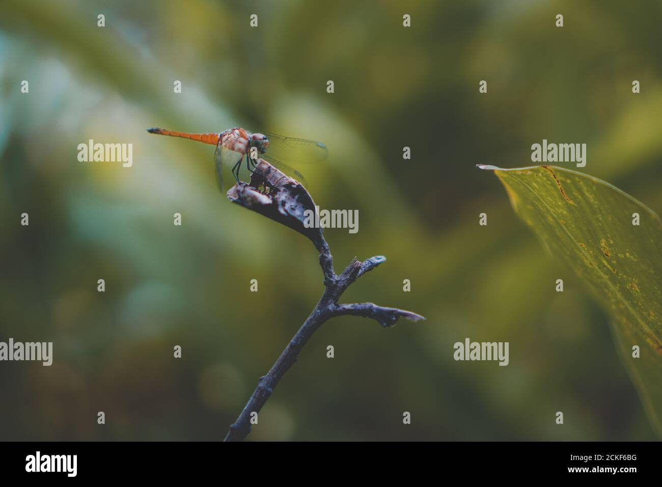 Dragonfly on top branch hi-res stock photography and images - Alamy