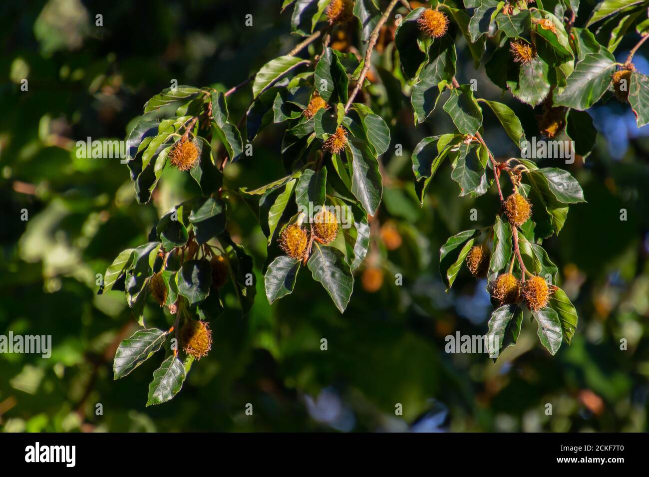 Beechnut hanging on a branch of a beech tree, also called Fagus ...