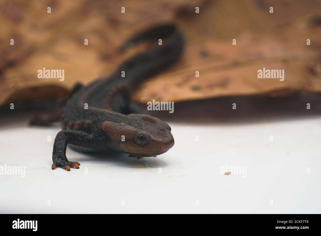 Gecko Salamander Tail High Resolution Stock Photography and Images - Alamy