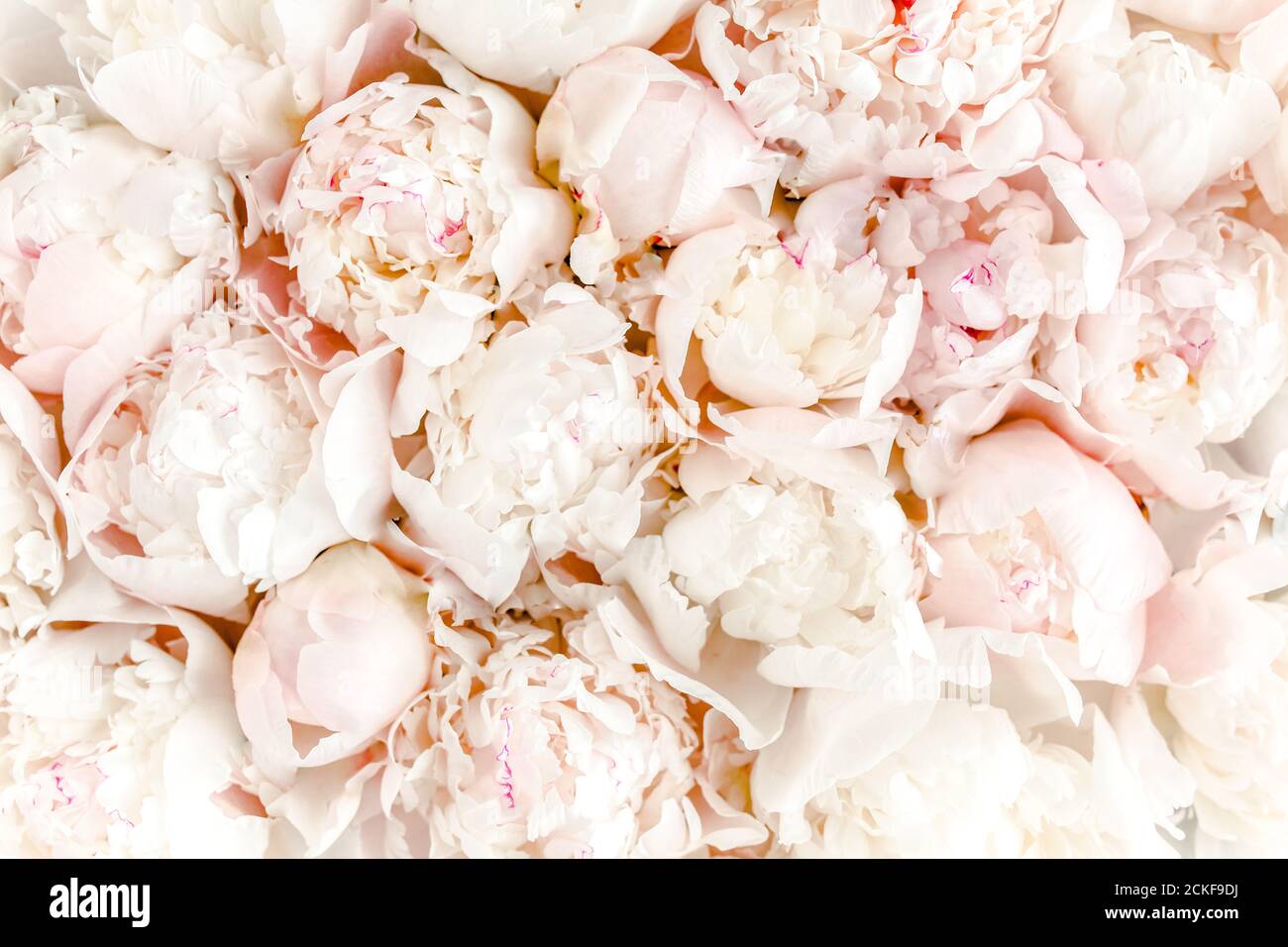 Bouquet of a lot of peonies of pink color close up. Flat lay, top view ...