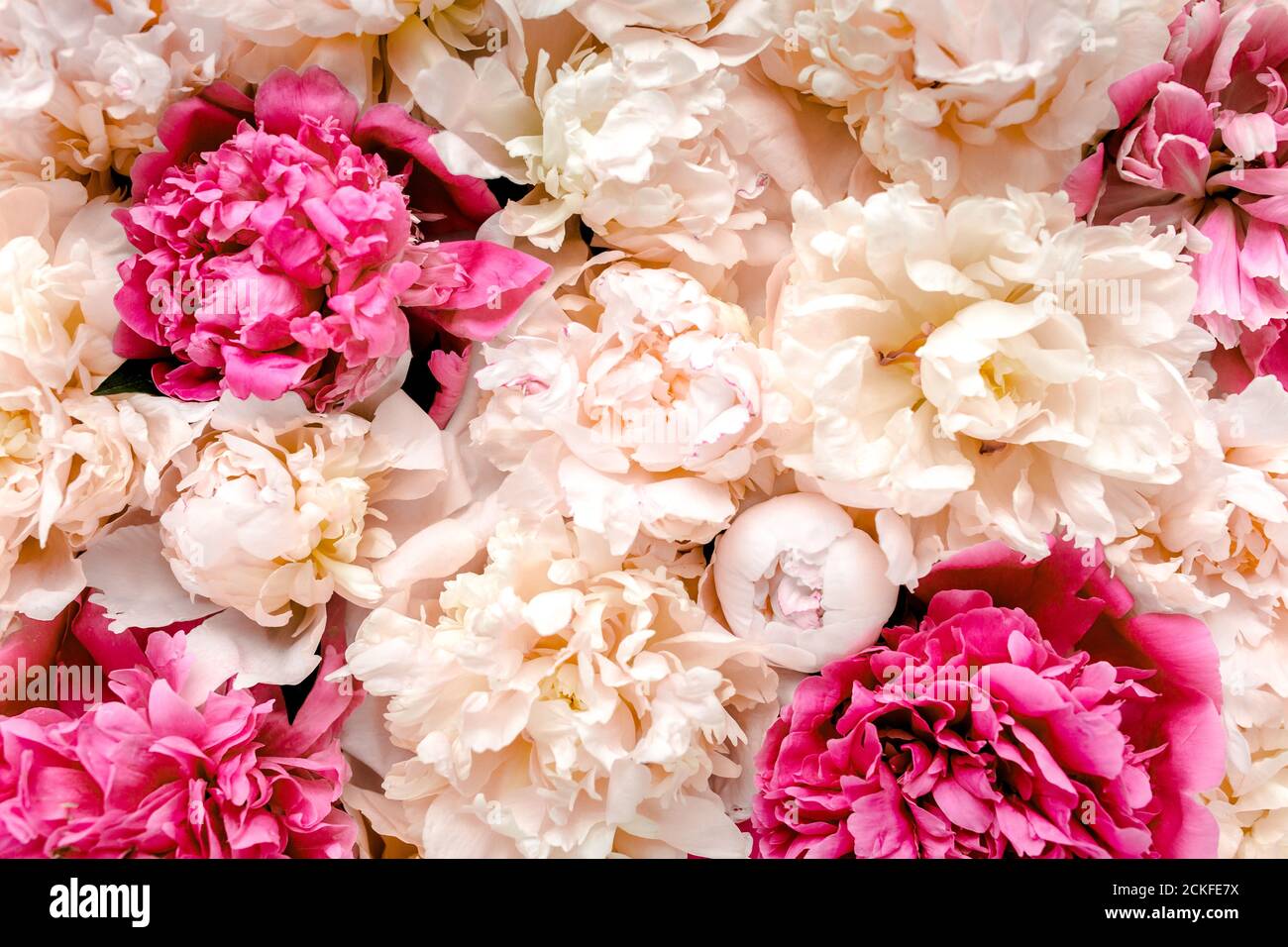 Bouquet of a lot of peonies of pink color close up. Flat lay, top view ...